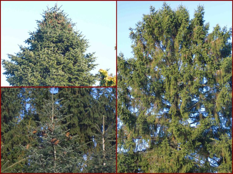 Fichte und Tanne - Meisengezwitscher - Naturblog