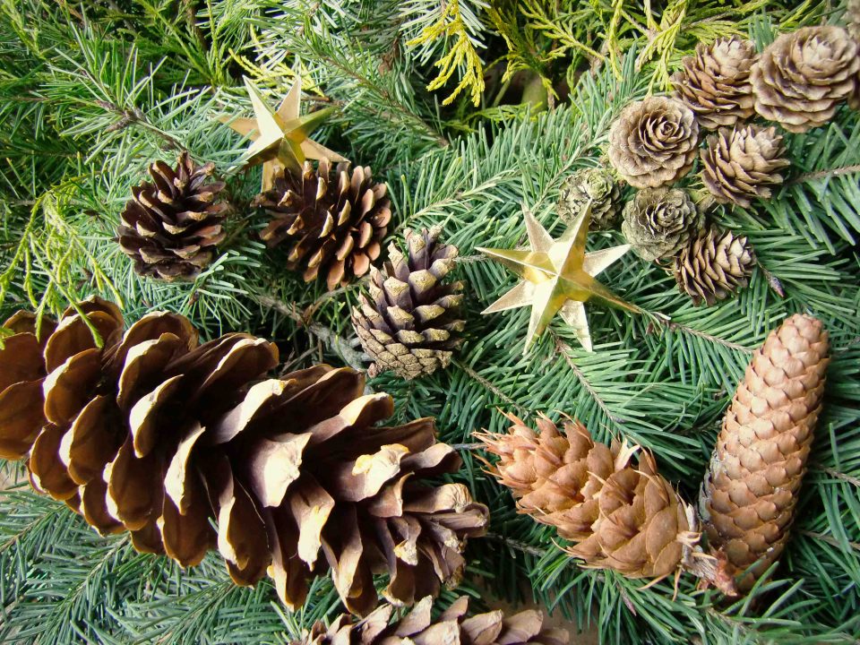 Zapfenparade - Tanne, Fichte, Kiefer - Meisengezwitscher - Naturblog