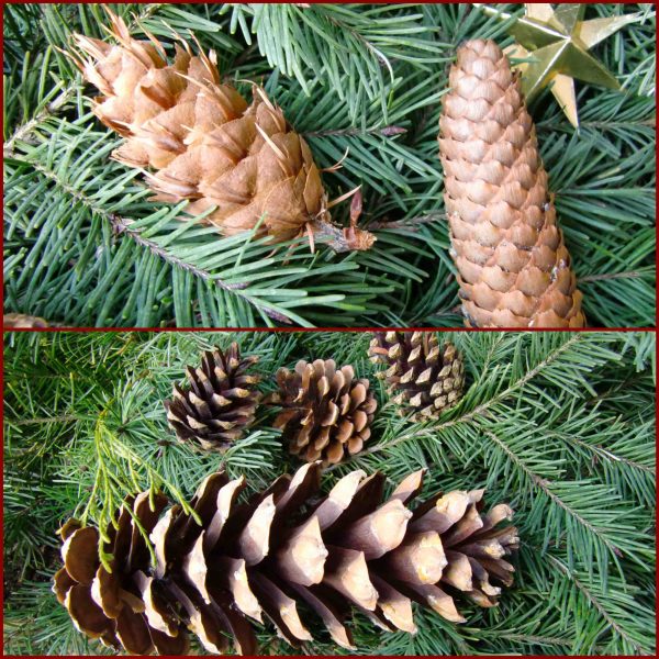 Zapfenparade - Tanne, Fichte, Kiefer - Meisengezwitscher - Naturblog