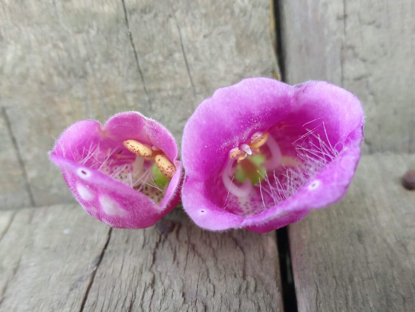 Fingerhut - prächtig giftig - Meisengezwitscher - Naturblog