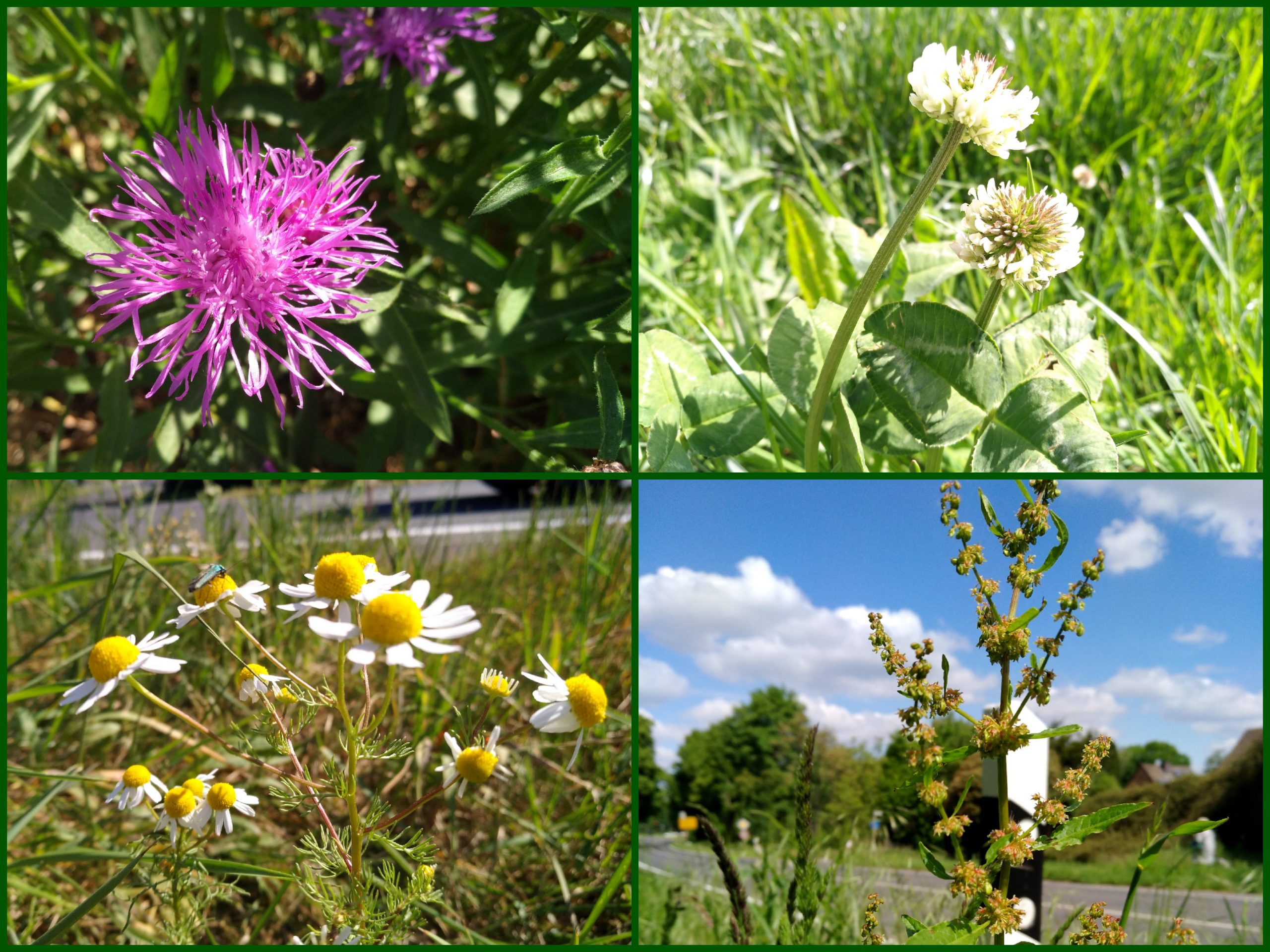 Pflanze Am Wegrand