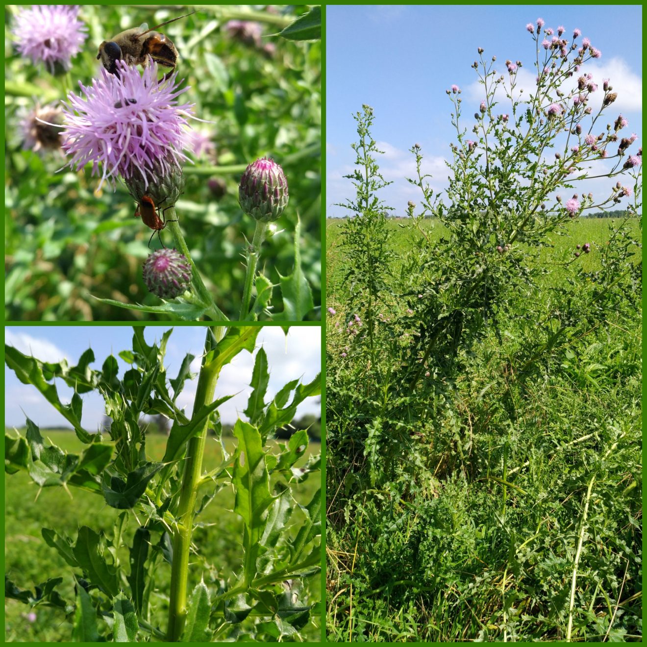 Disteln unterscheiden - Meisengezwitscher - Naturblog