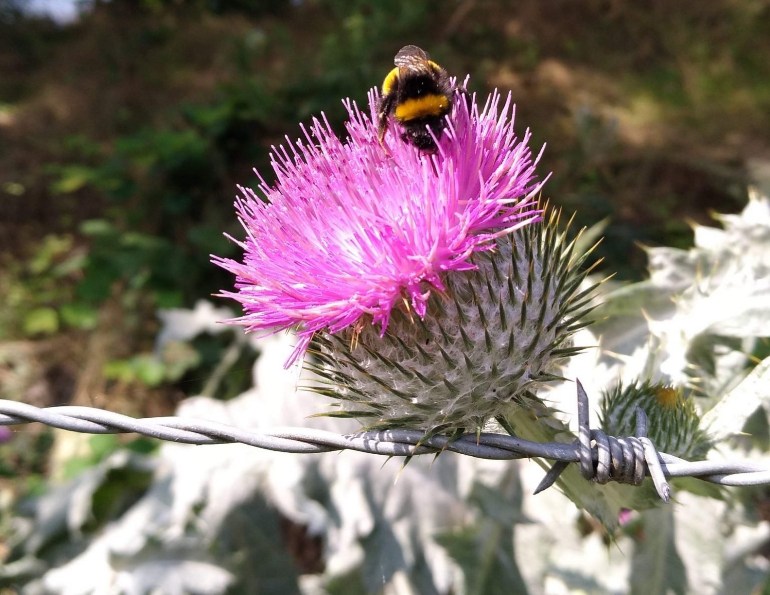 Disteln unterscheiden - Meisengezwitscher - Naturblog