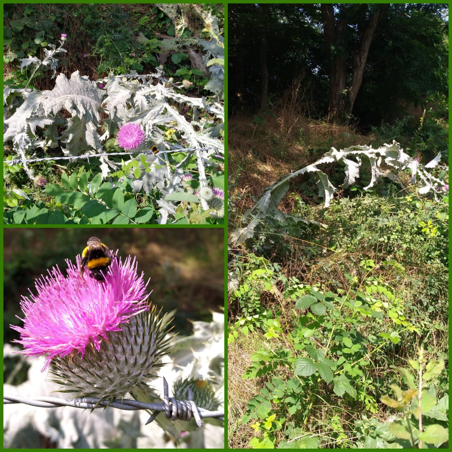 Disteln unterscheiden - Meisengezwitscher - Naturblog