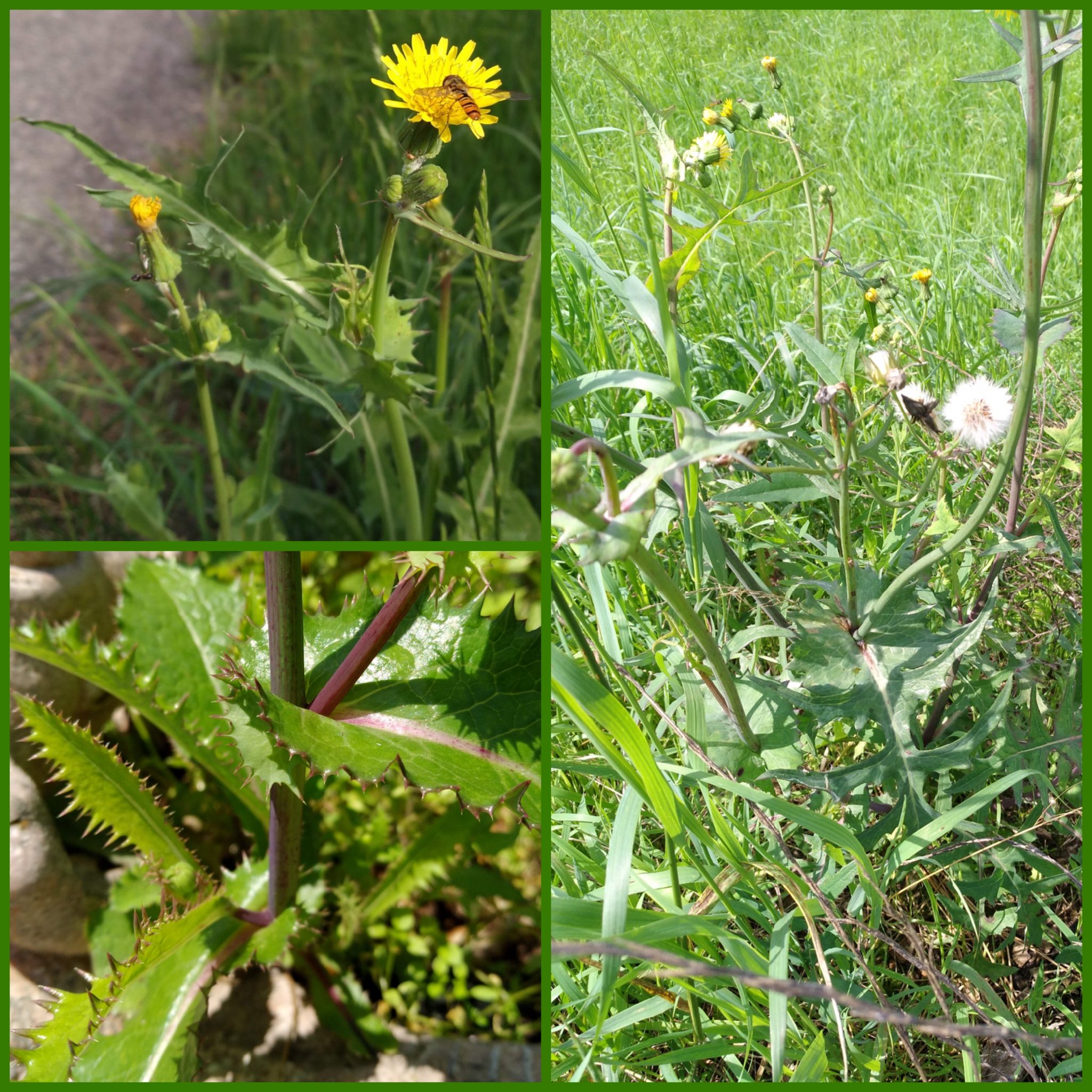 Disteln unterscheiden - Meisengezwitscher - Naturblog