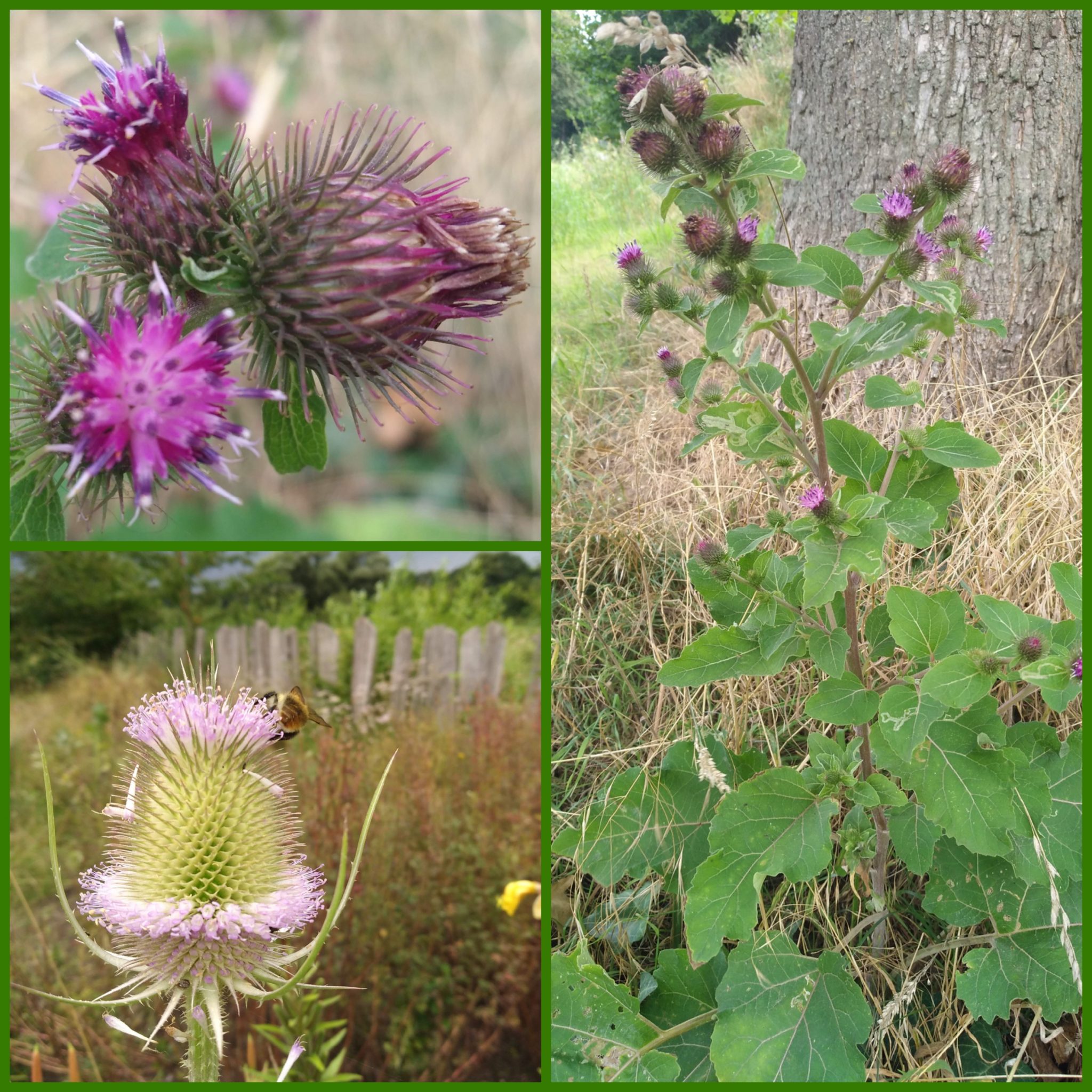 Disteln unterscheiden - Meisengezwitscher - Naturblog