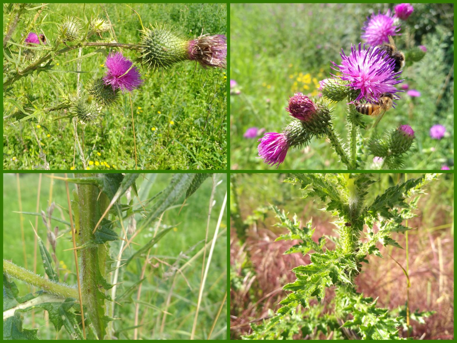 Disteln unterscheiden - Meisengezwitscher - Naturblog