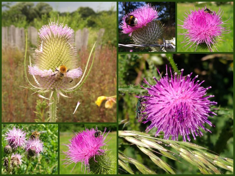 Disteln unterscheiden - Meisengezwitscher - Naturblog